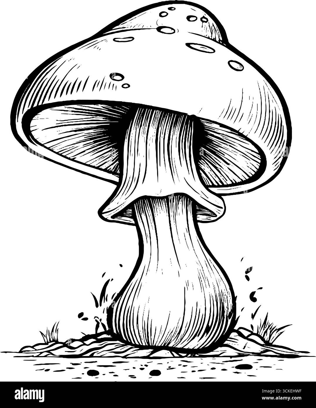 Vintage engraving of mushroom featuring detailed hand drawn black line ...