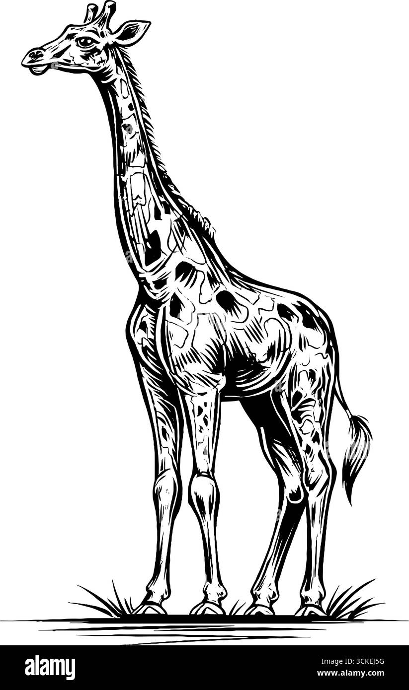 Vintage engraved illustration of giraffe in bold black lines for retro ...