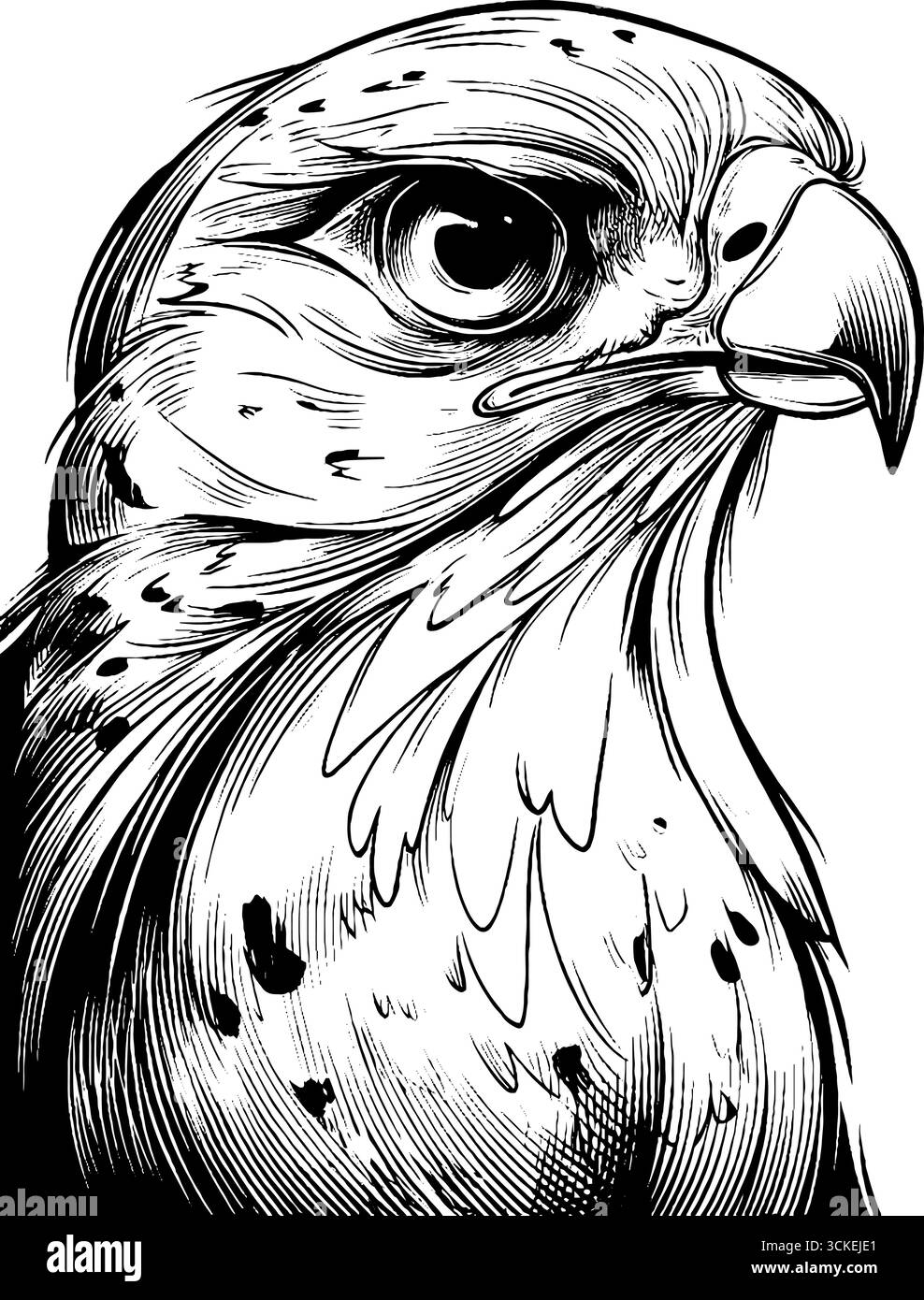 Bold falcon head engraving illustration - retro wildlife design for art ...