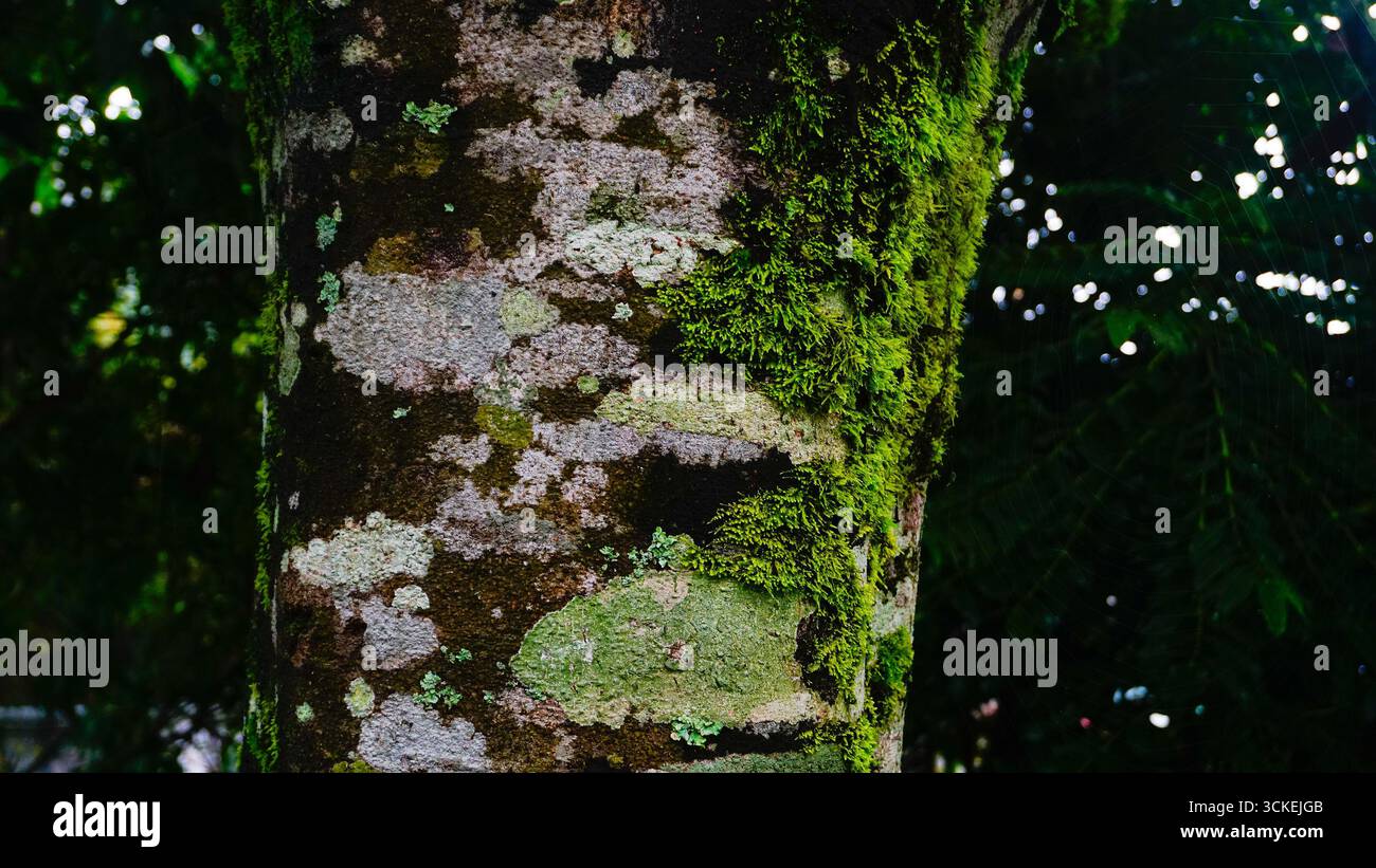 Wet green tree bark filled with moss, fugus on beautiful textured ...