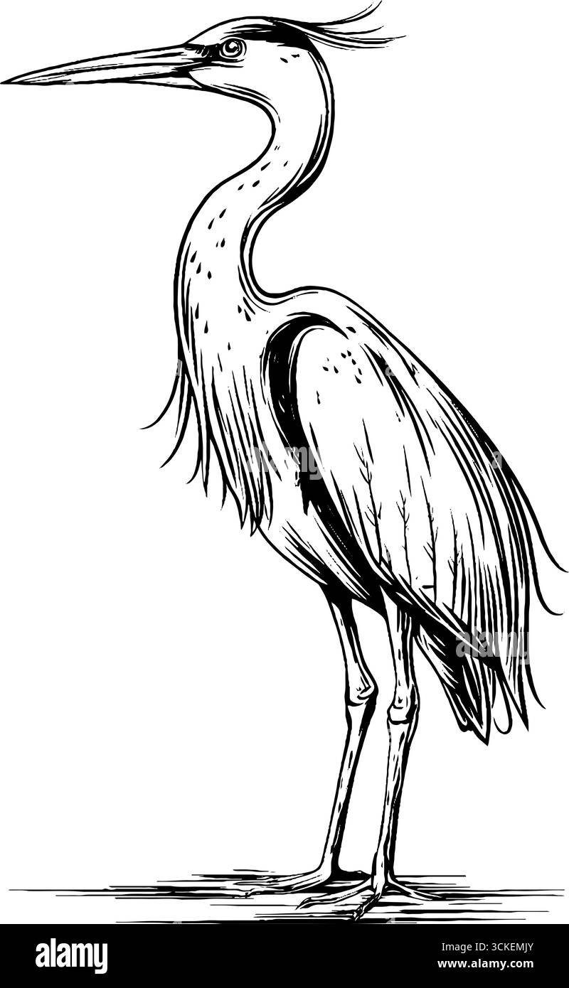 Intricate design featuring bold Black and White Stock Photos & Images ...