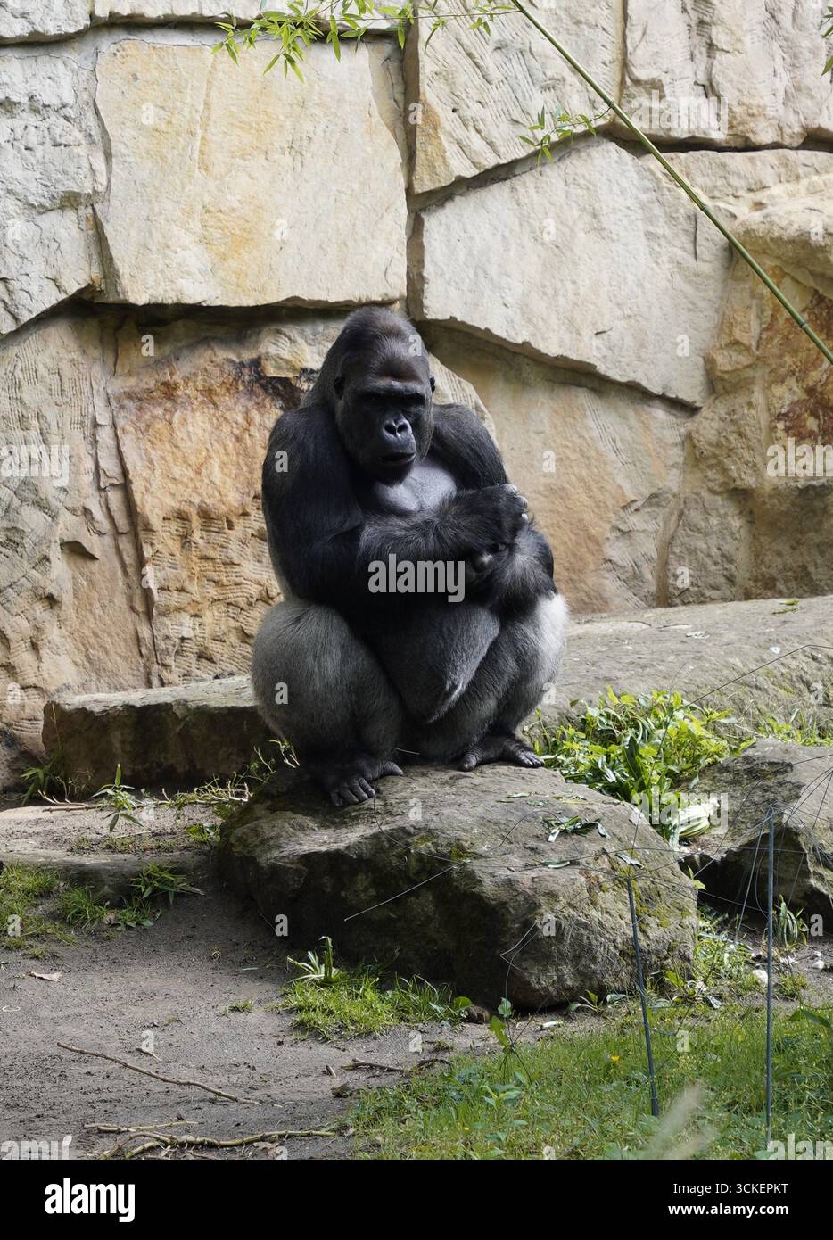 Gorilla sitting on stone hi-res stock photography and images - Alamy