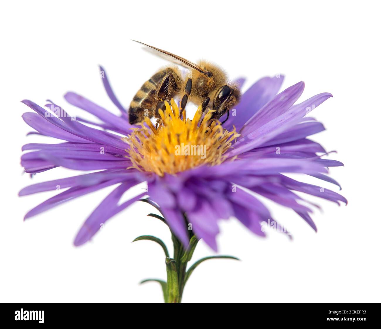Honeybee apis mellifera pollinated Cut Out Stock Images & Pictures - Alamy