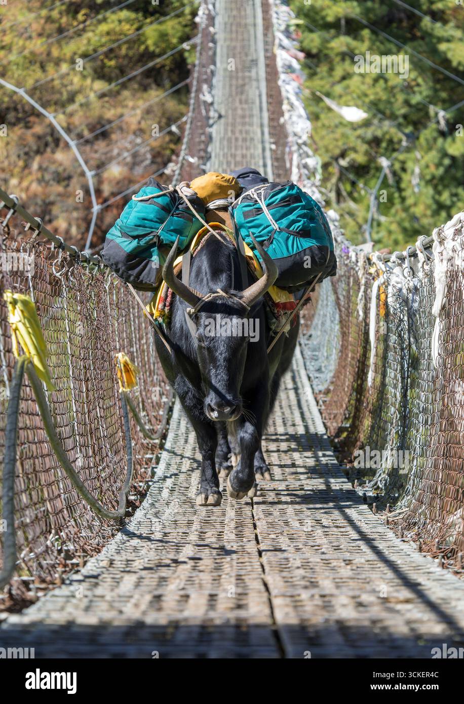 Yak or dzo with backpacks on rope hanging suspension bridge on the way ...