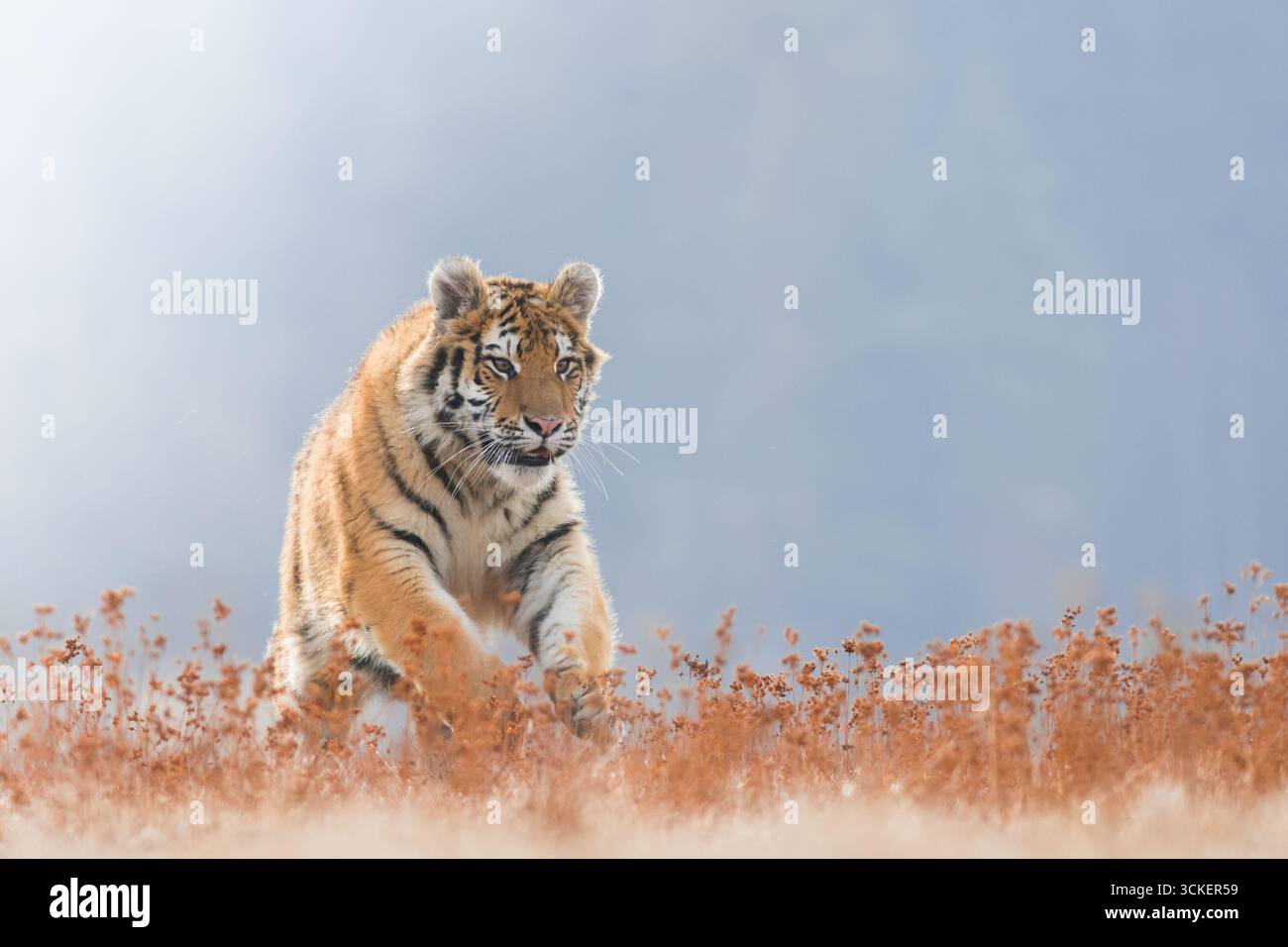 Siberian tiger (panthera tigris altaica) in its natural winter habitat ...