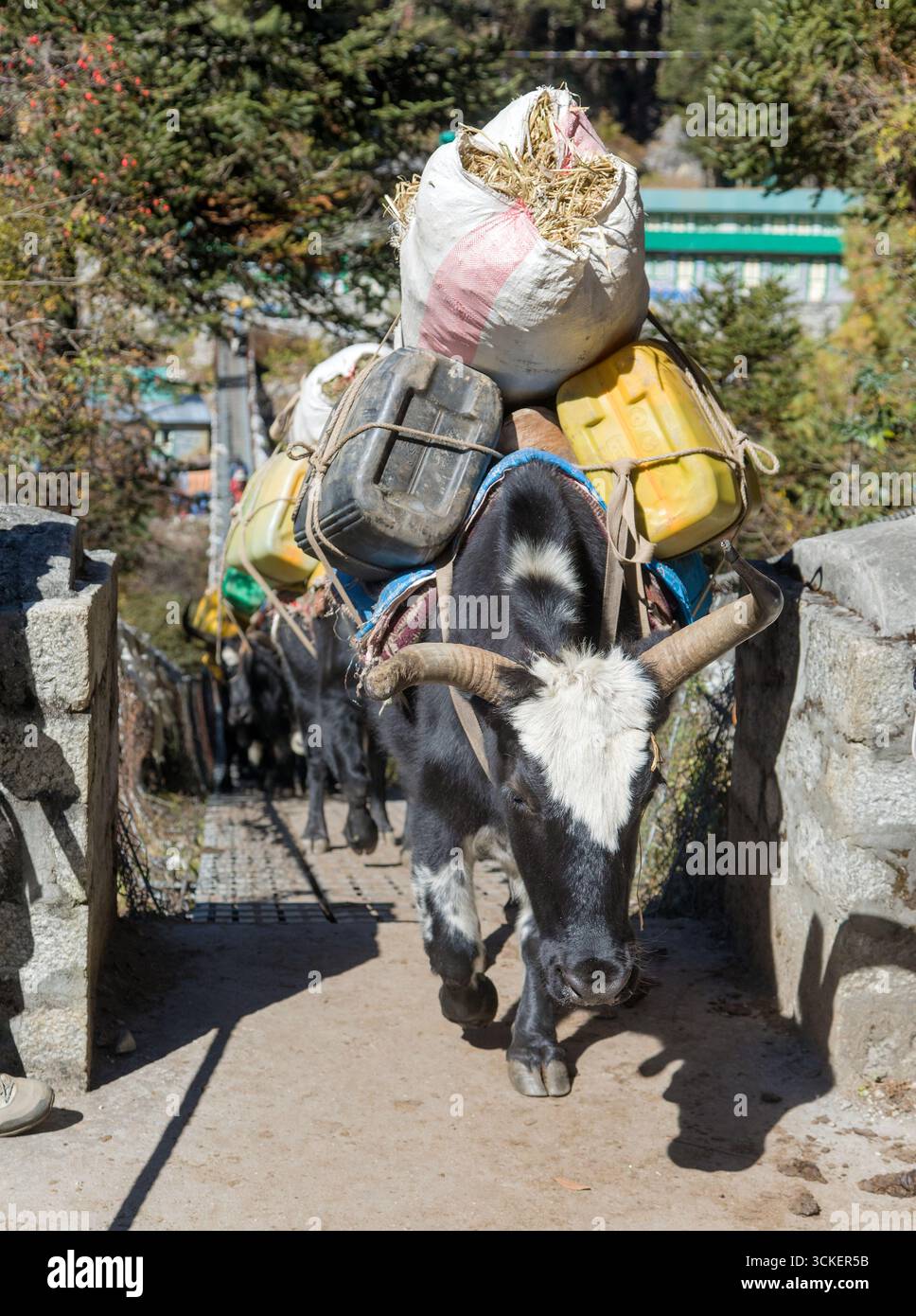 Yak or dzo with backpacks on rope hanging suspension bridge on the way ...