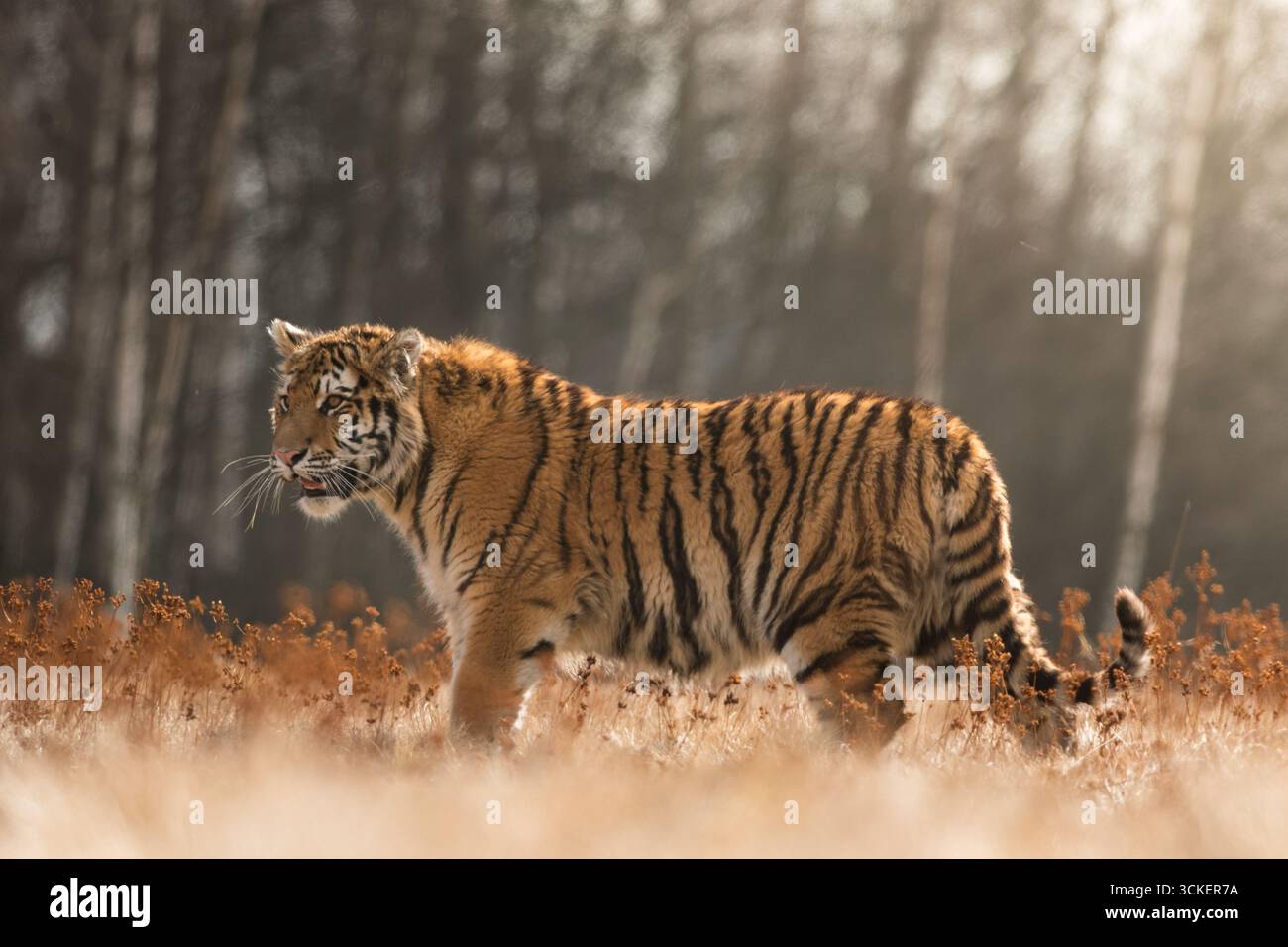 Siberian tiger (panthera tigris altaica) in its natural winter habitat ...