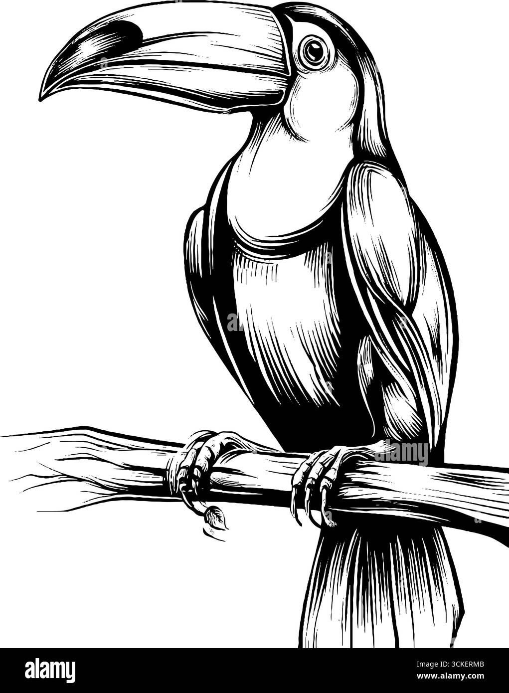 Detailed engraving of toucan on branch in bold black lines for artistic ...