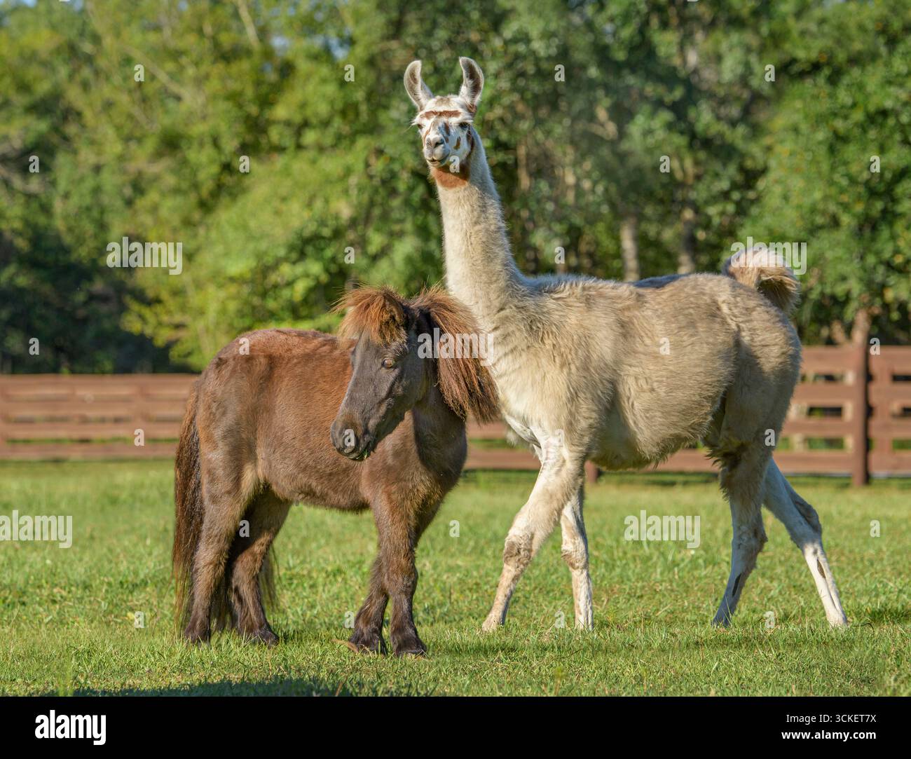 Miniature llama hi-res stock photography and images - Alamy