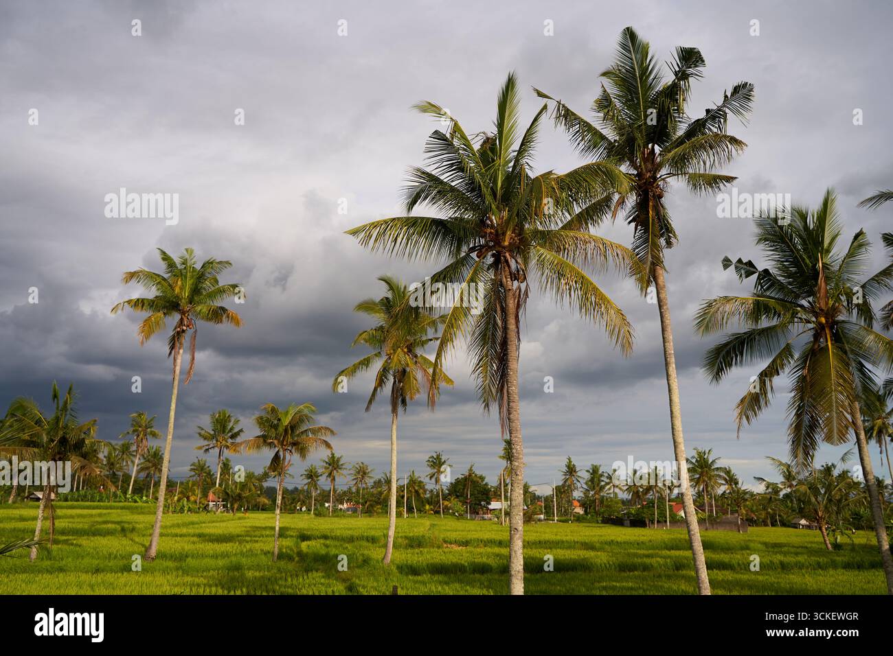 Palm trees stormy dawn hi-res stock photography and images - Alamy