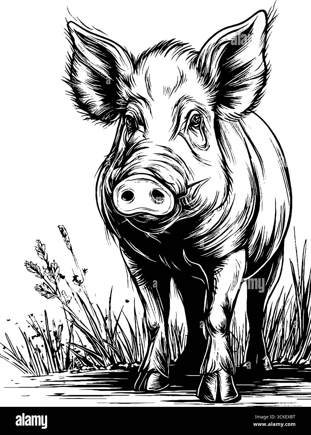 Wild boar in forest Cut Out Stock Images & Pictures - Alamy