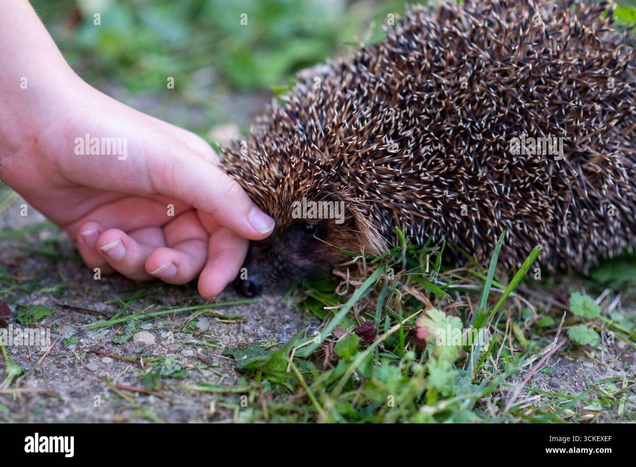 Close up of child hand carefully touching hedgehog outdoors, wildlife ...
