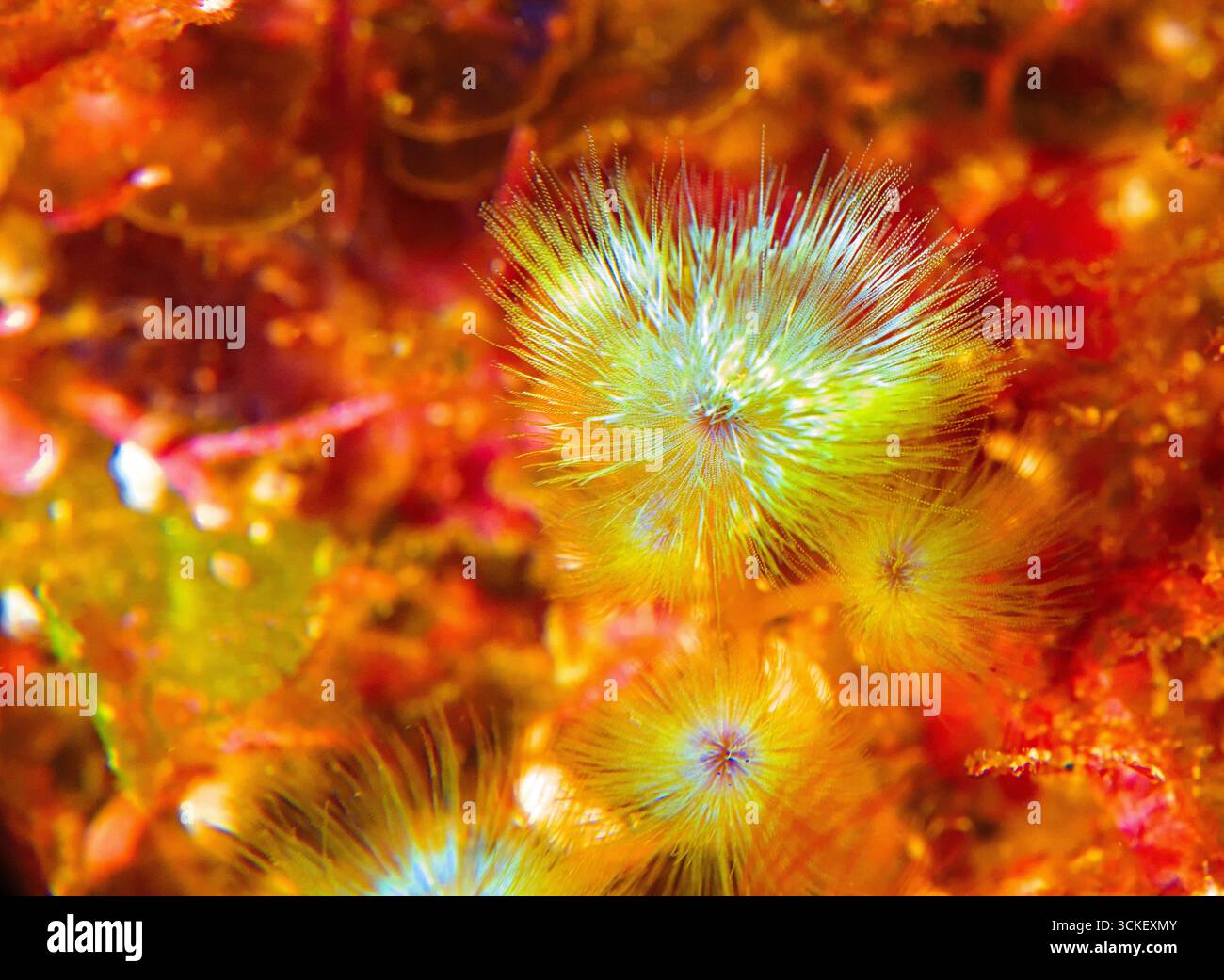 Seaweed feature hi-res stock photography and images - Alamy