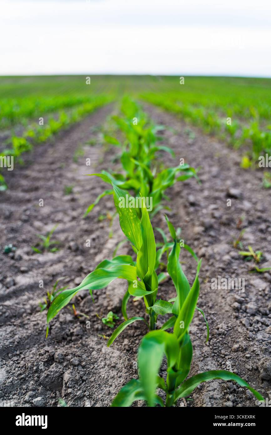 Close-up of young corn seedlings sprouting from soil in agricultural ...