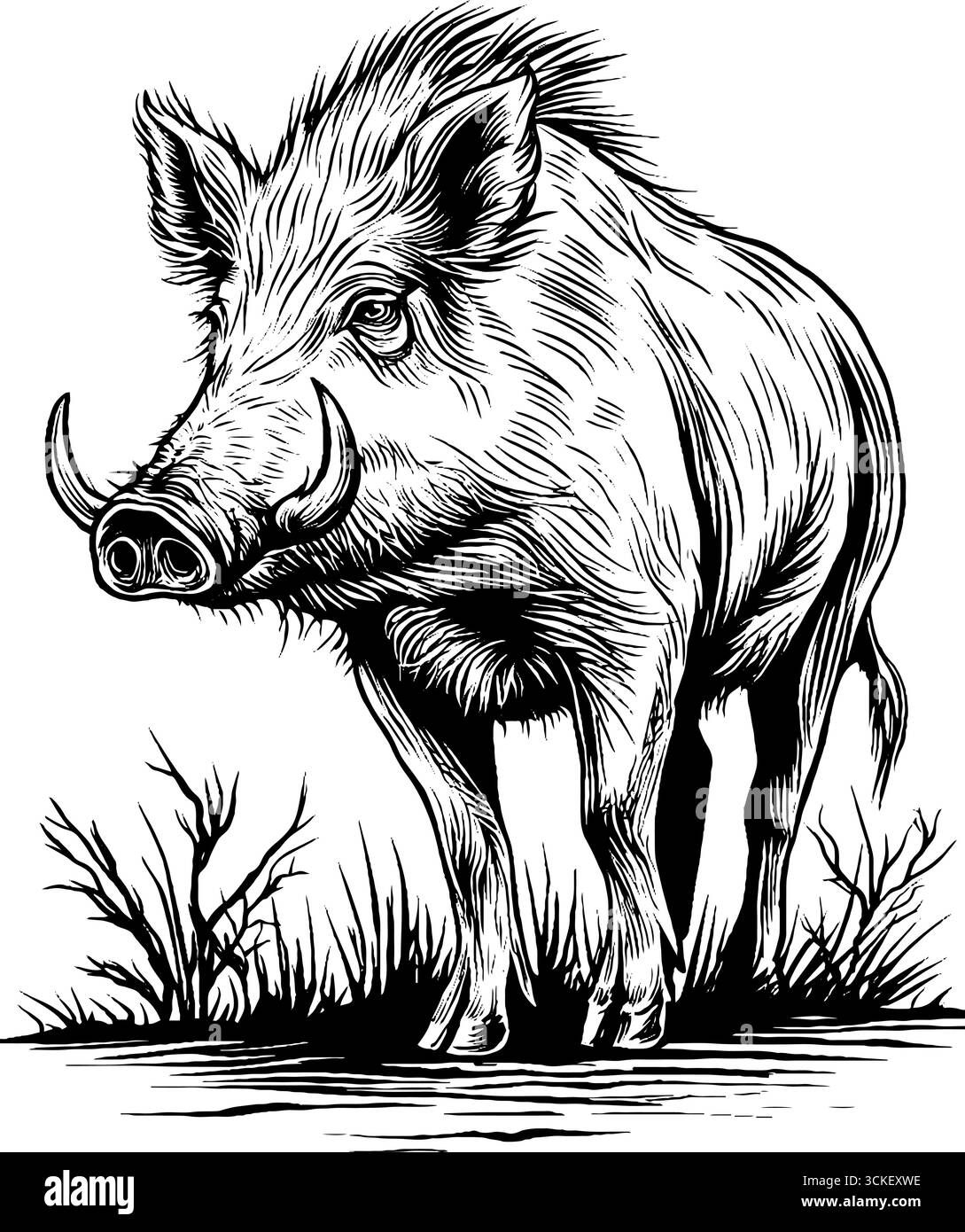 Vintage engraved illustration of wild boar in bold black lines for ...