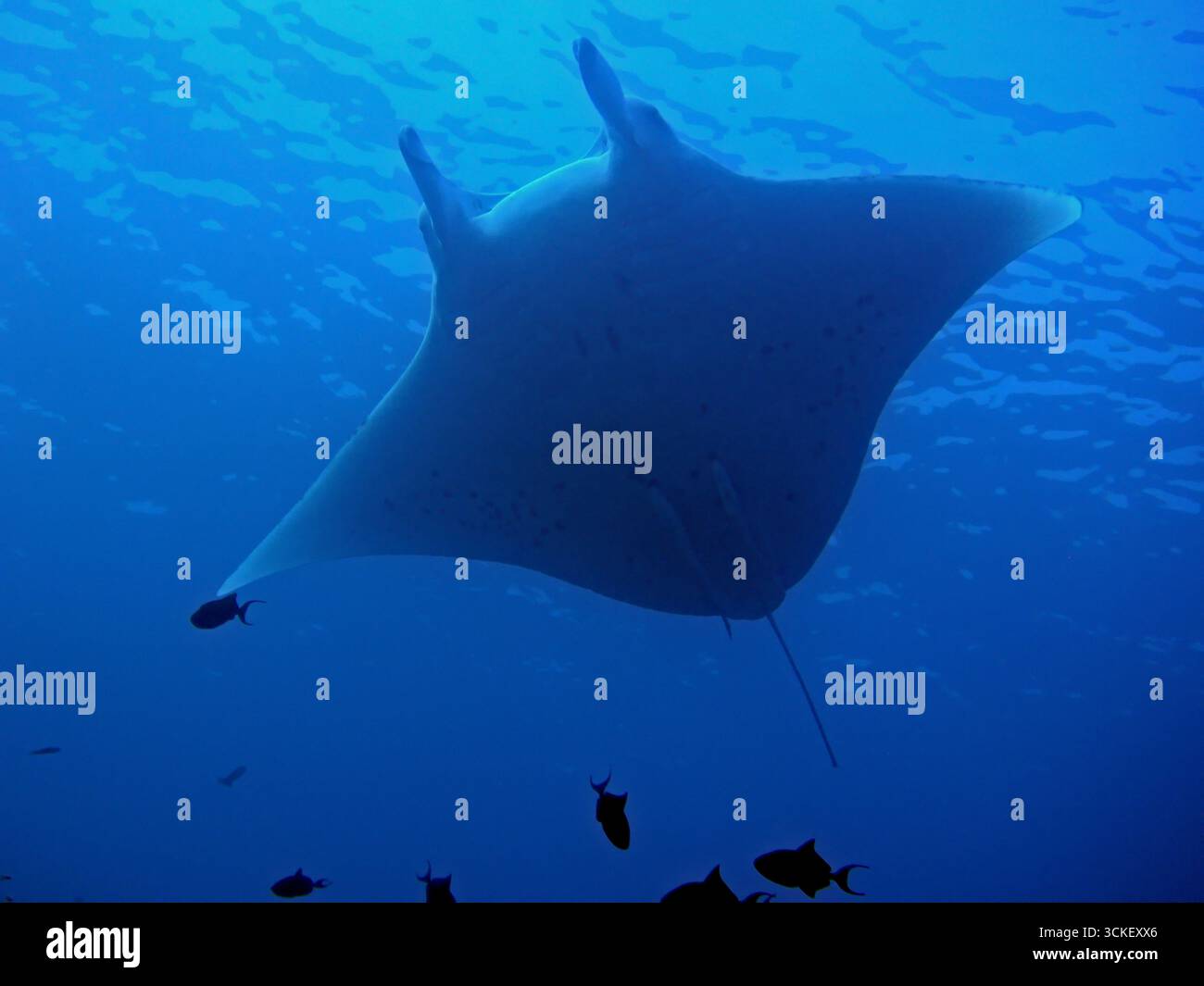 Manta ray symmetry hi-res stock photography and images - Alamy