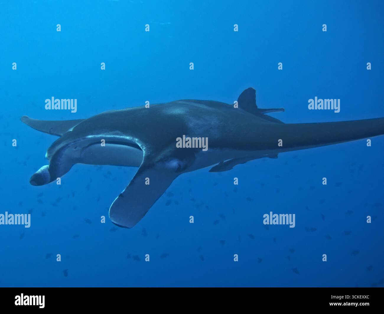 Manta ray behavior hi-res stock photography and images - Alamy