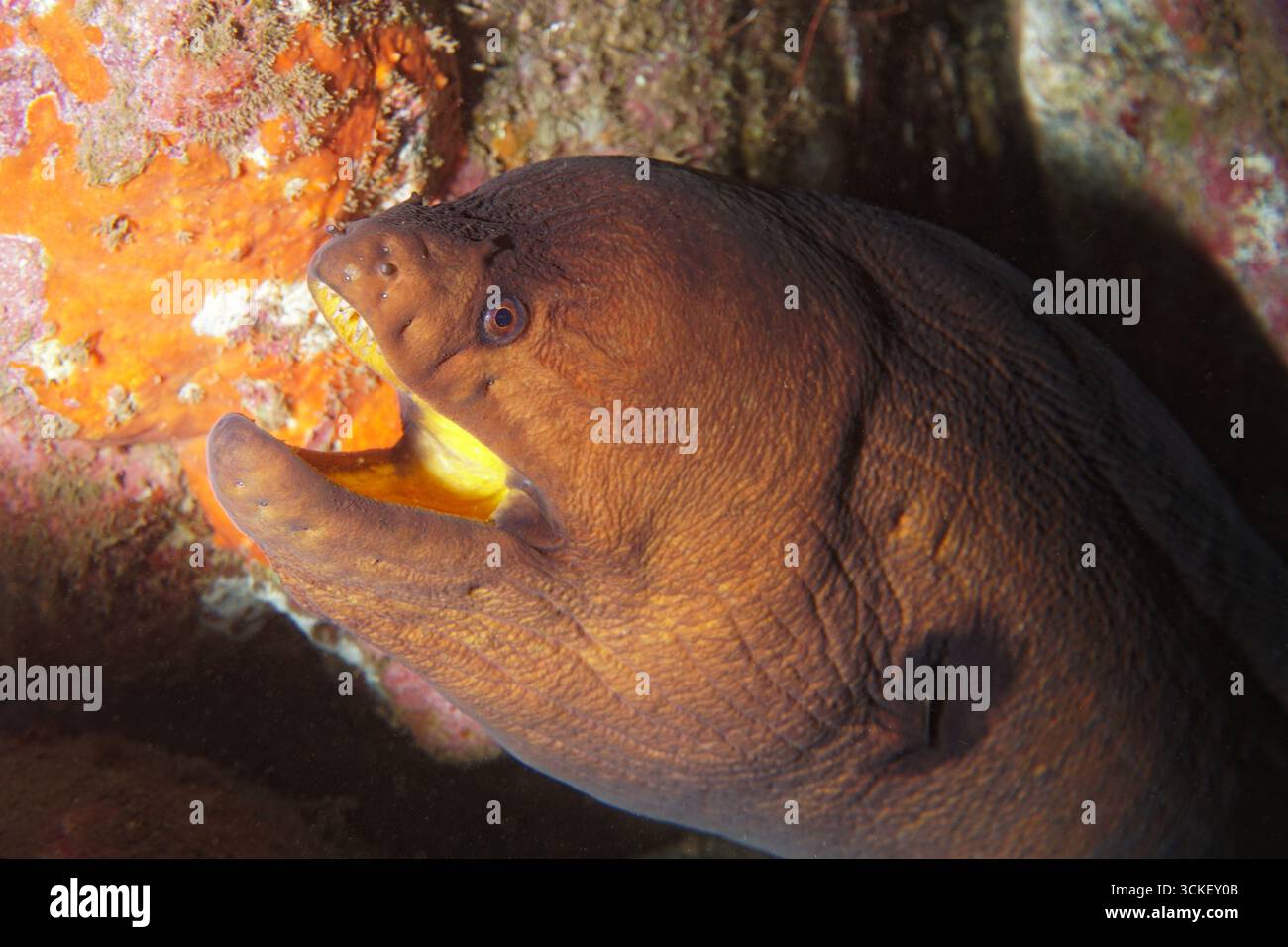 Moray fins hi-res stock photography and images - Alamy