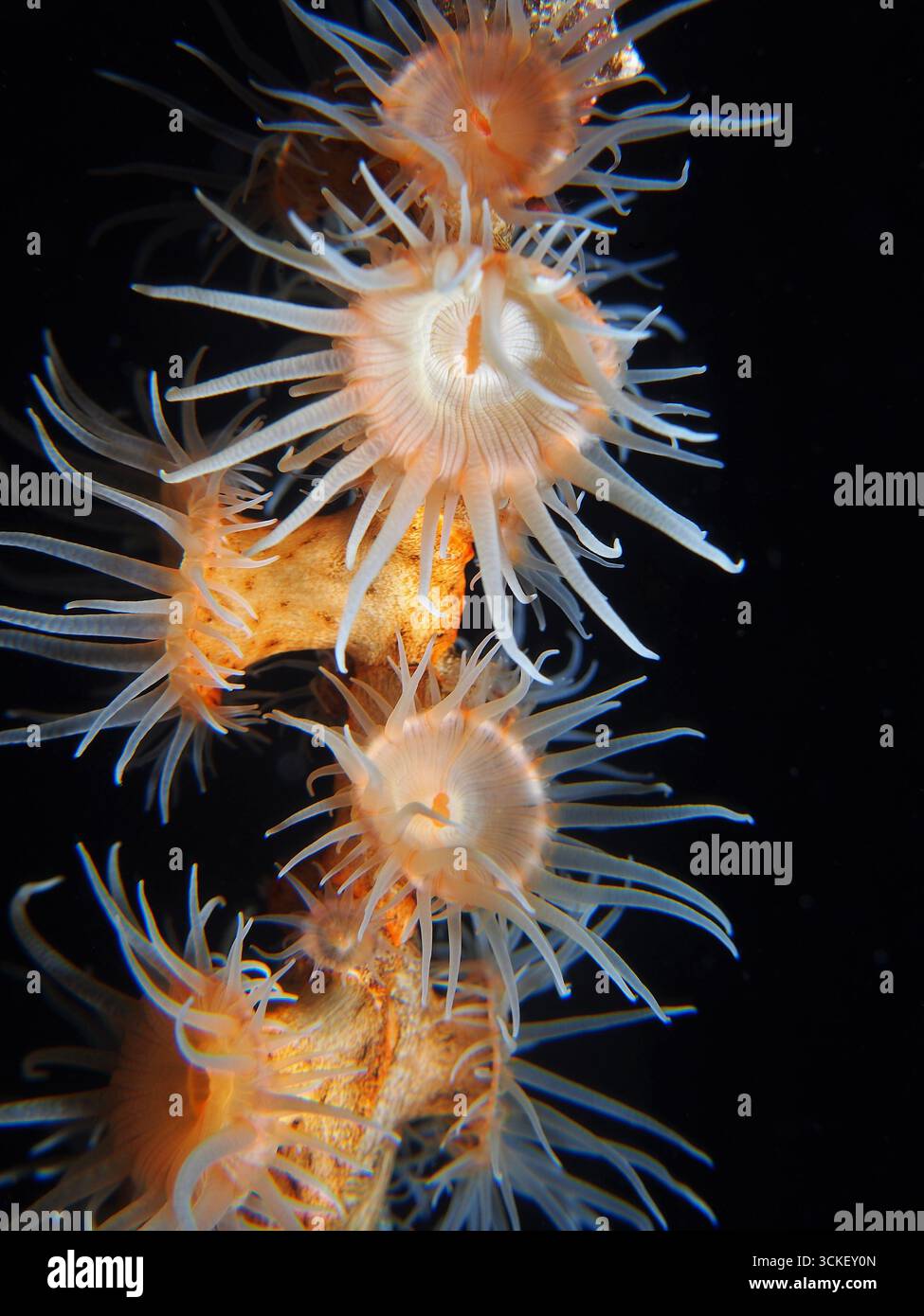Nemanthus nitidus - Gorgonian wrapper Stock Photo - Alamy