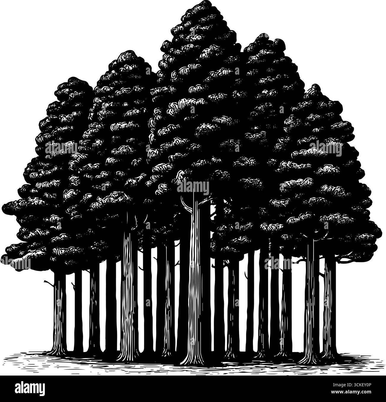 Canopy pine trees Stock Vector Images - Alamy