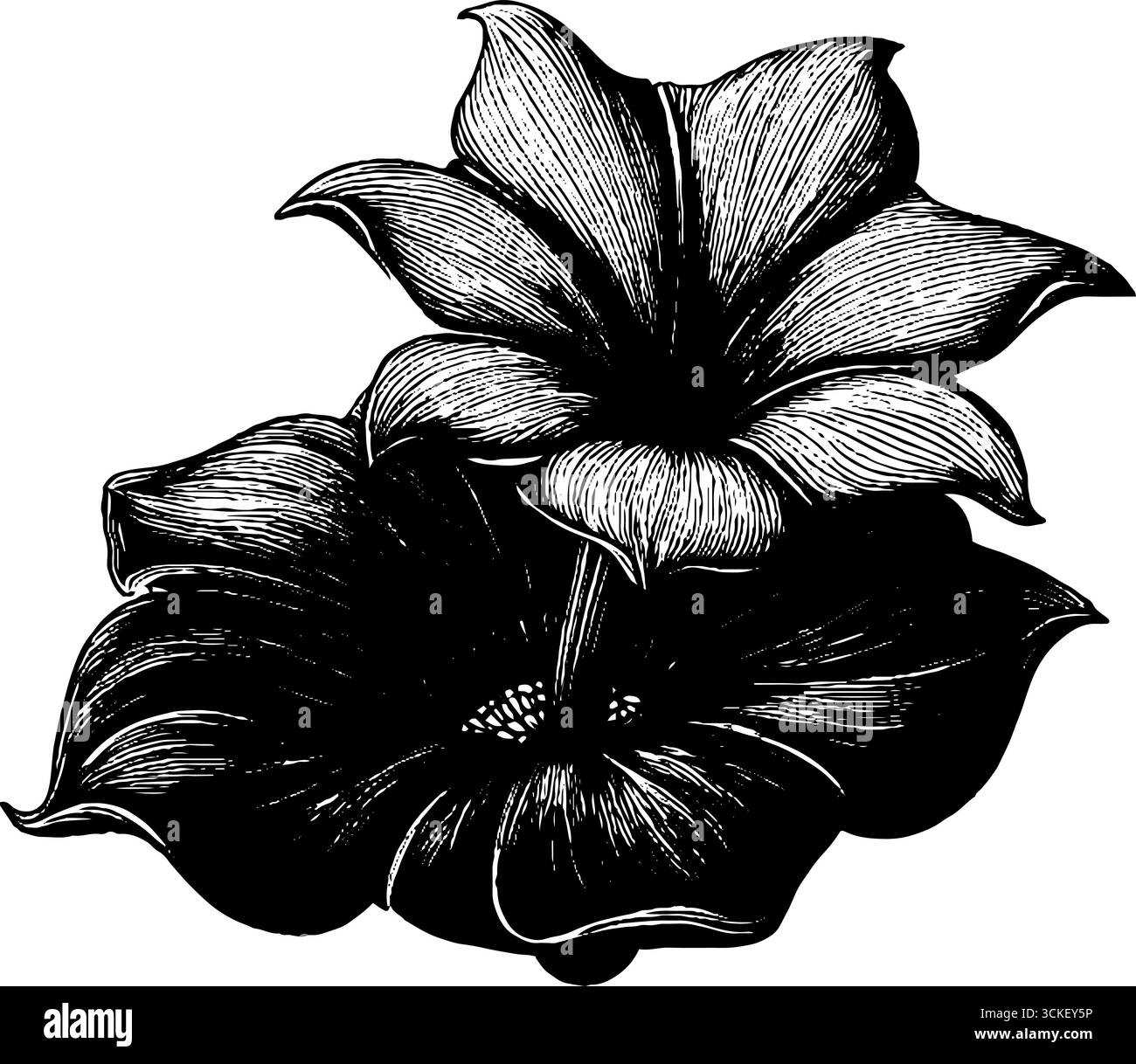 Detailed engraved illustration of rafflesia flower for botanical design ...