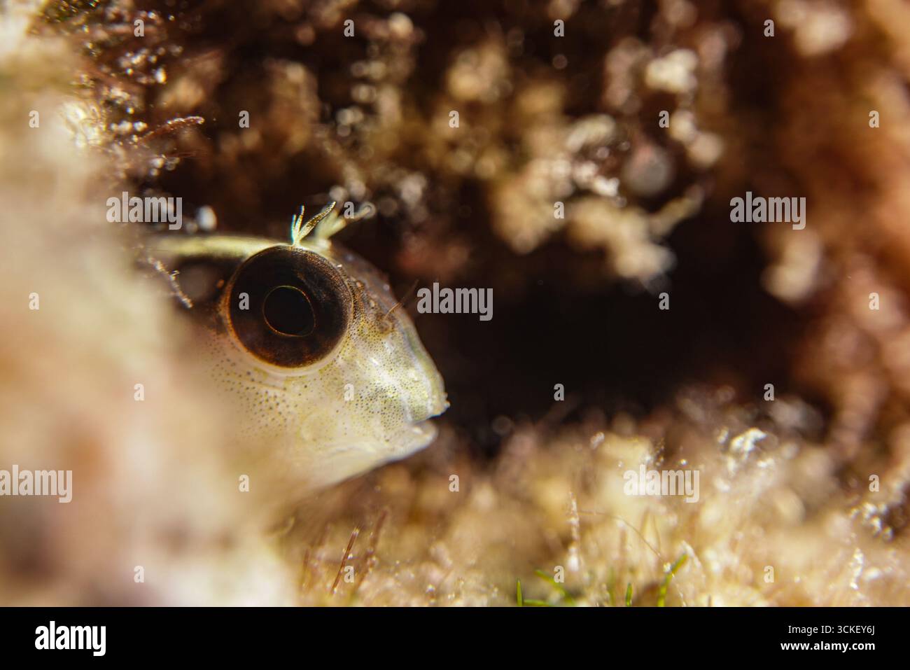Parablennius rouxi - long-striped blenny Stock Photo - Alamy