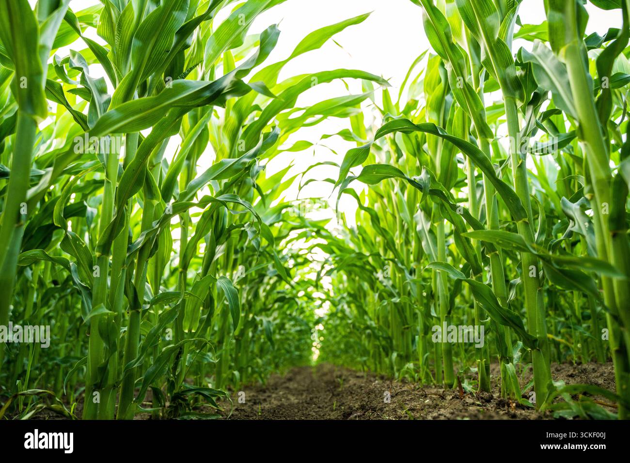 Fresh corn plants forming green tunnel rows in farmland field Stock ...