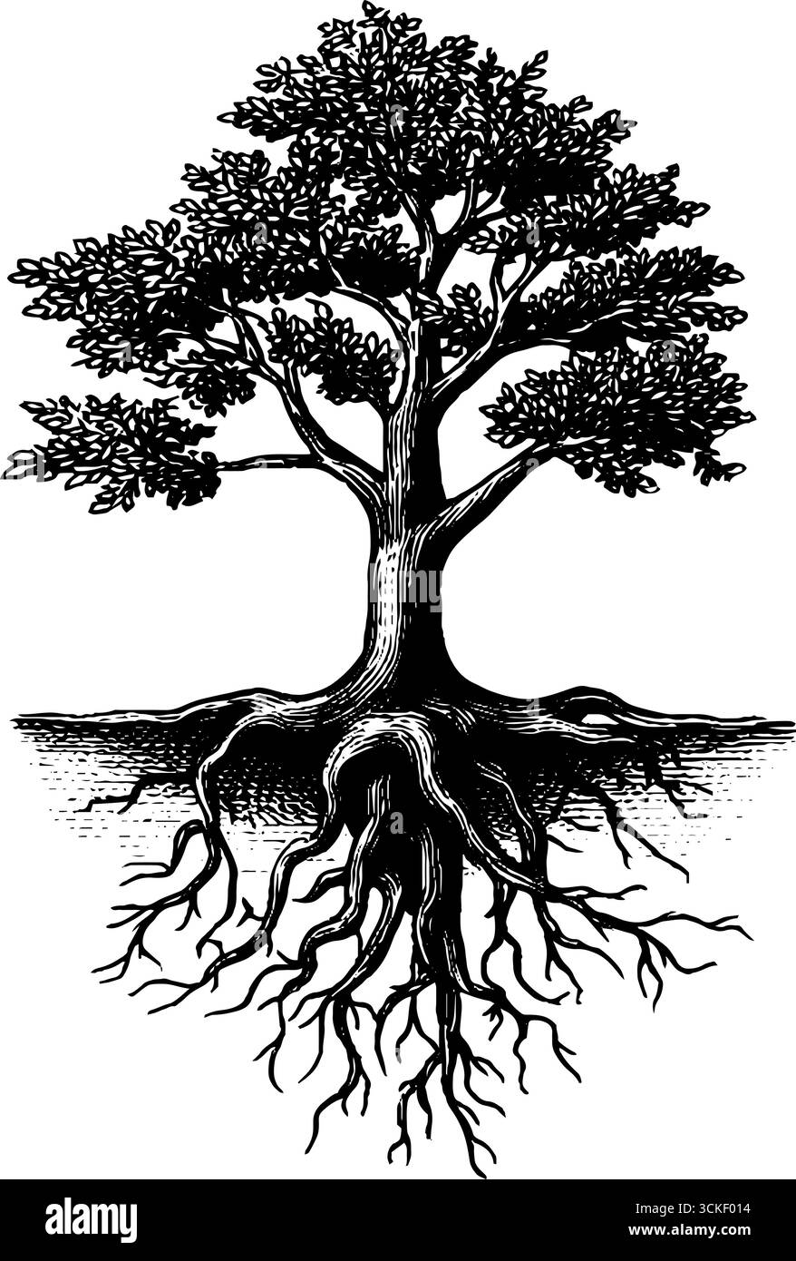 Detailed engraving of tree and root system for botanical design and ...
