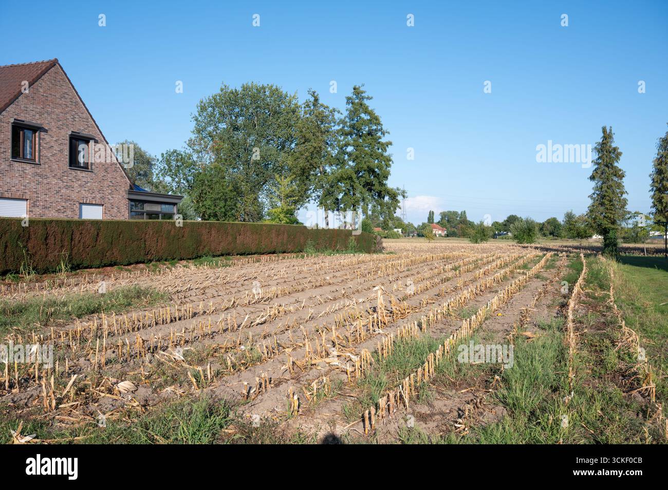 Harvested corn field and farm house in Sint Gillis Waas, East Flanders ...