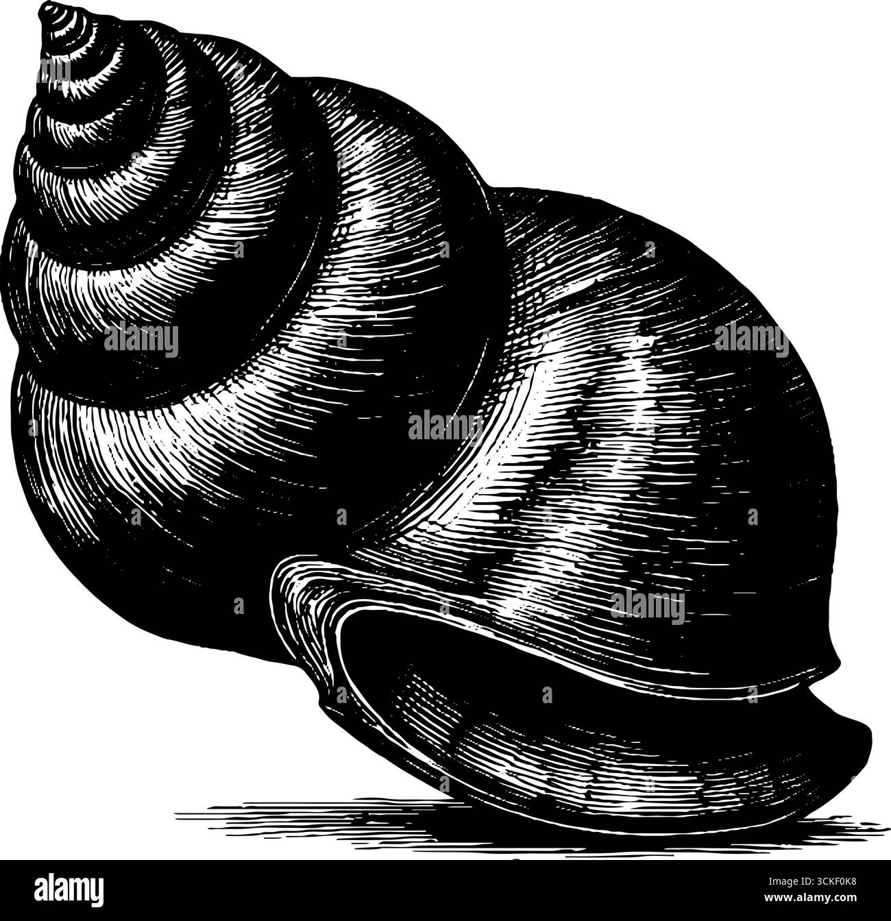 Vintage engraved sea snail shell illustration for retro design and ...