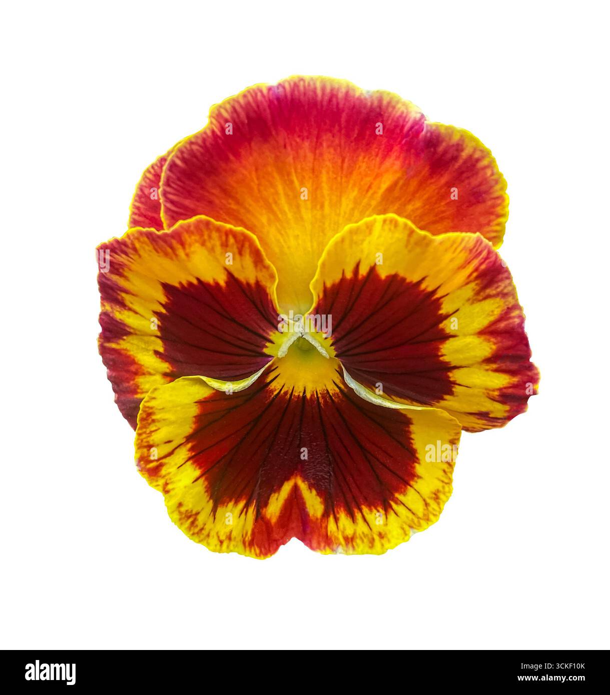 Viola wittrockiana pansy tricolor Cut Out Stock Images & Pictures - Alamy