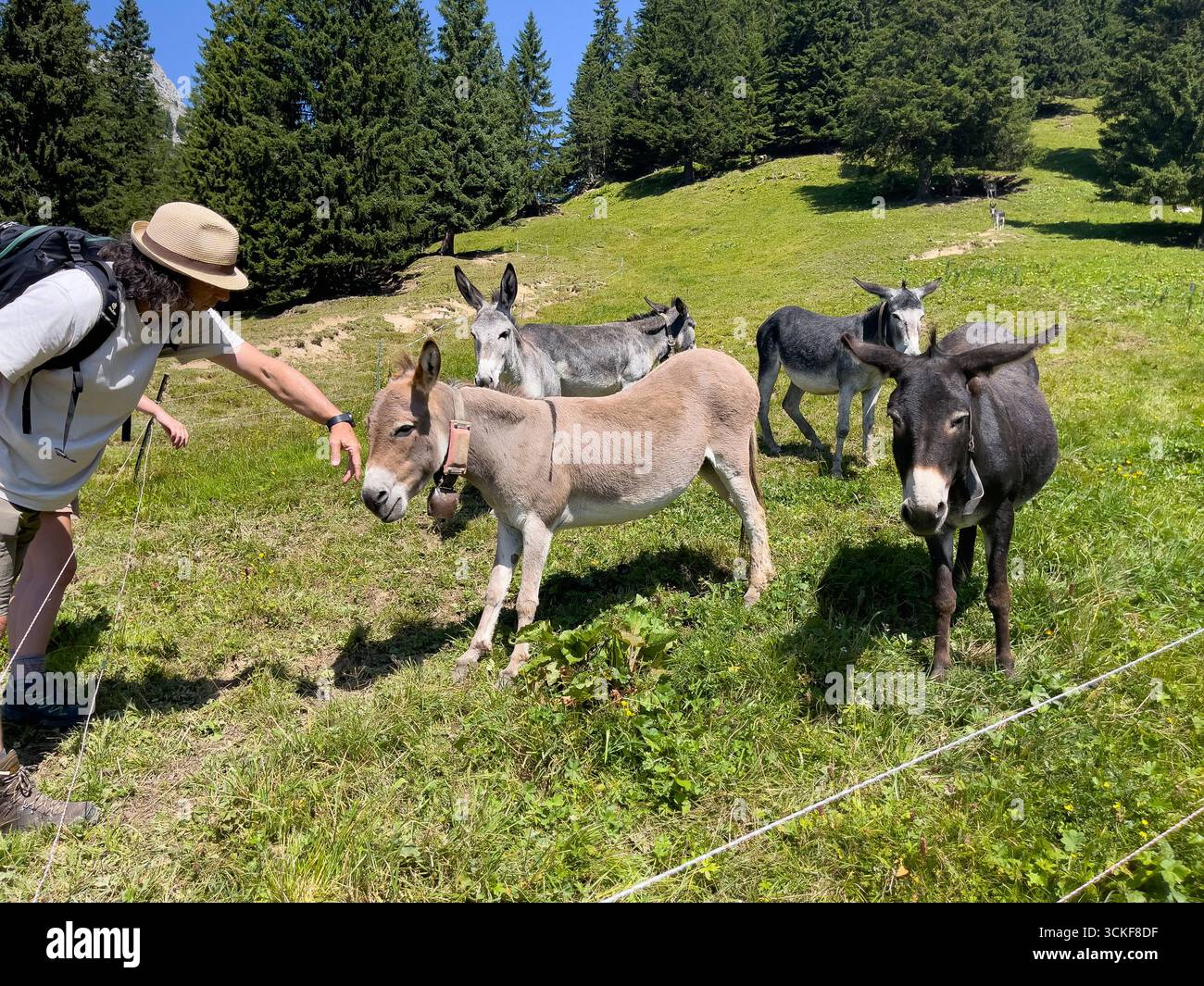 Hiker hiker pets a donkey on the trail to Schneetalalm on Aug 9, 2025 ...