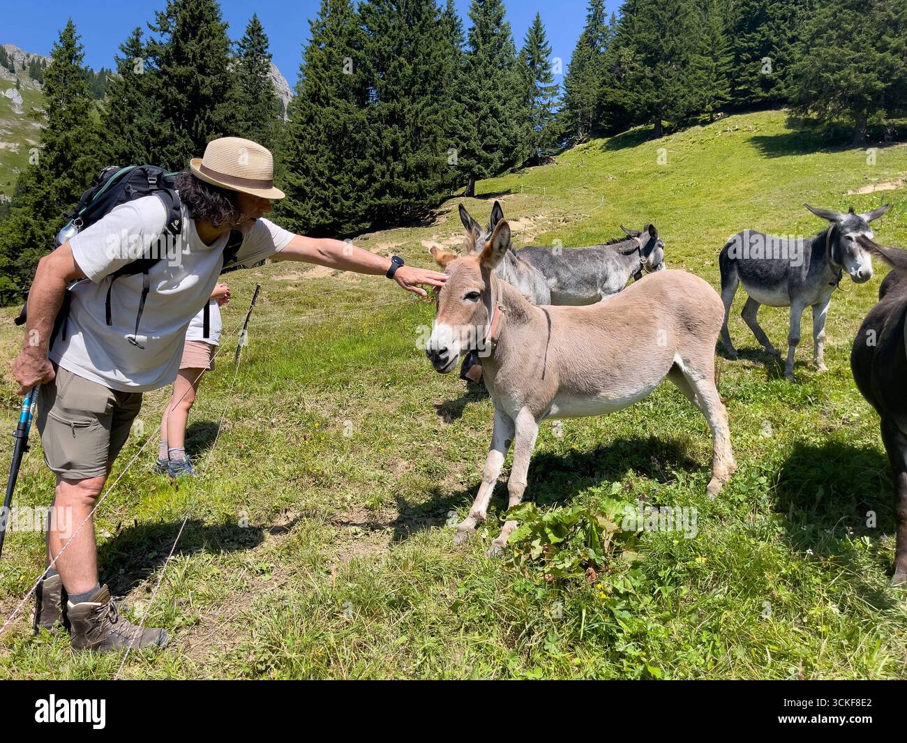 Hiker hiker pets a donkey on the trail to Schneetalalm on Aug 9, 2025 ...