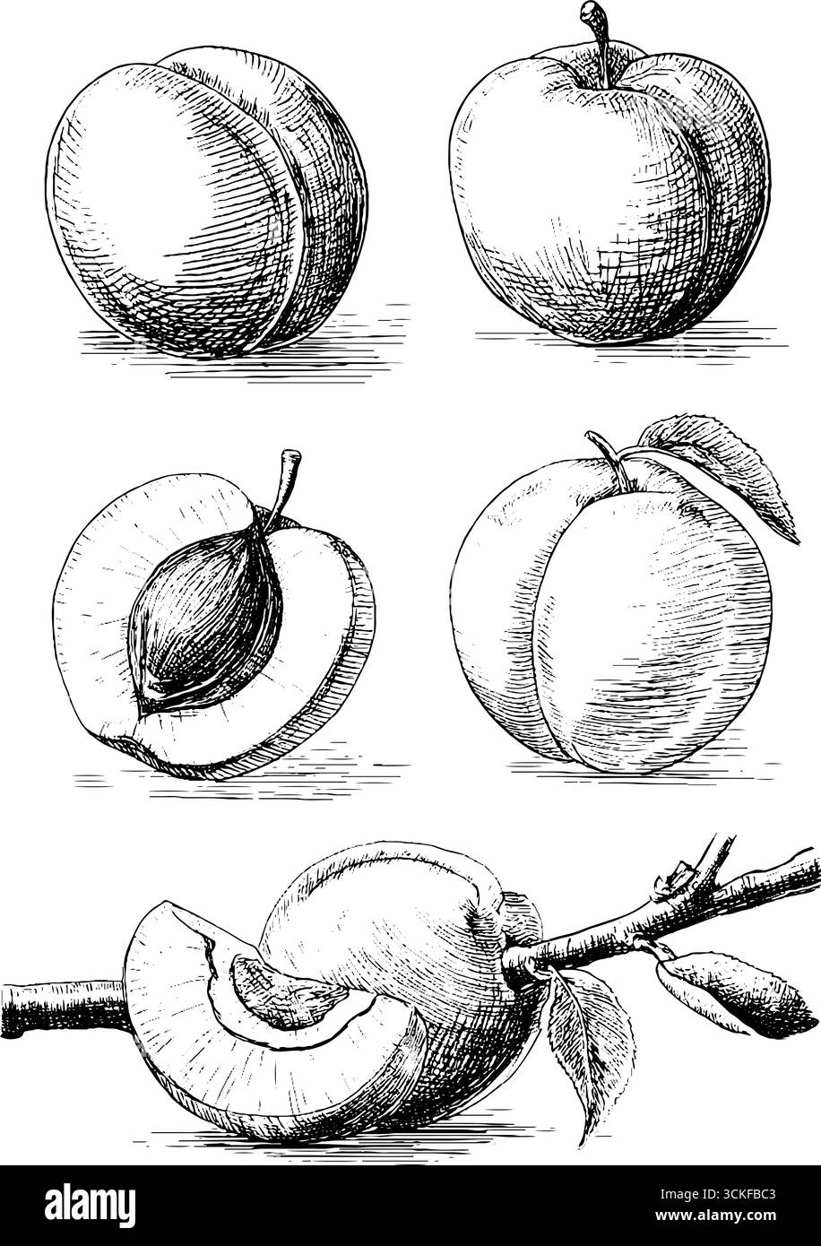 Shading drawings Black and White Stock Photos & Images - Alamy