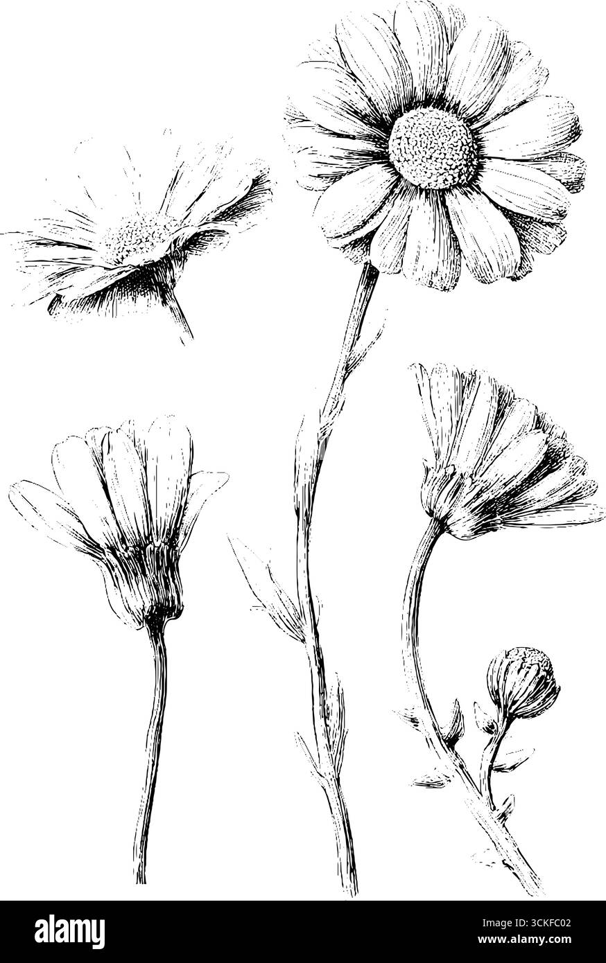Botany study sketch Black and White Stock Photos & Images - Alamy