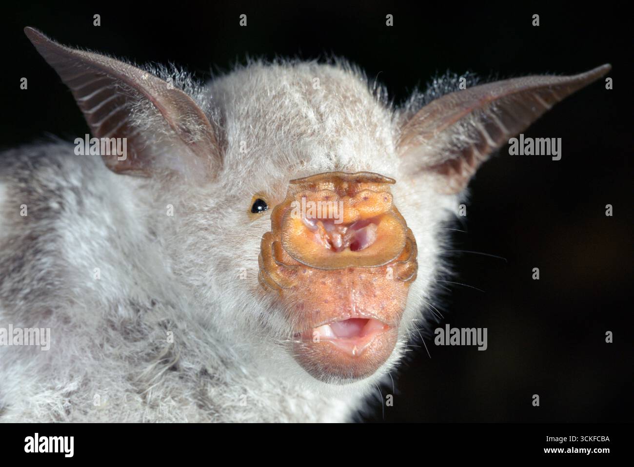 Striped leaf-nosed bat (Macronycteris vittata) head close-up, Mdenyenye ...