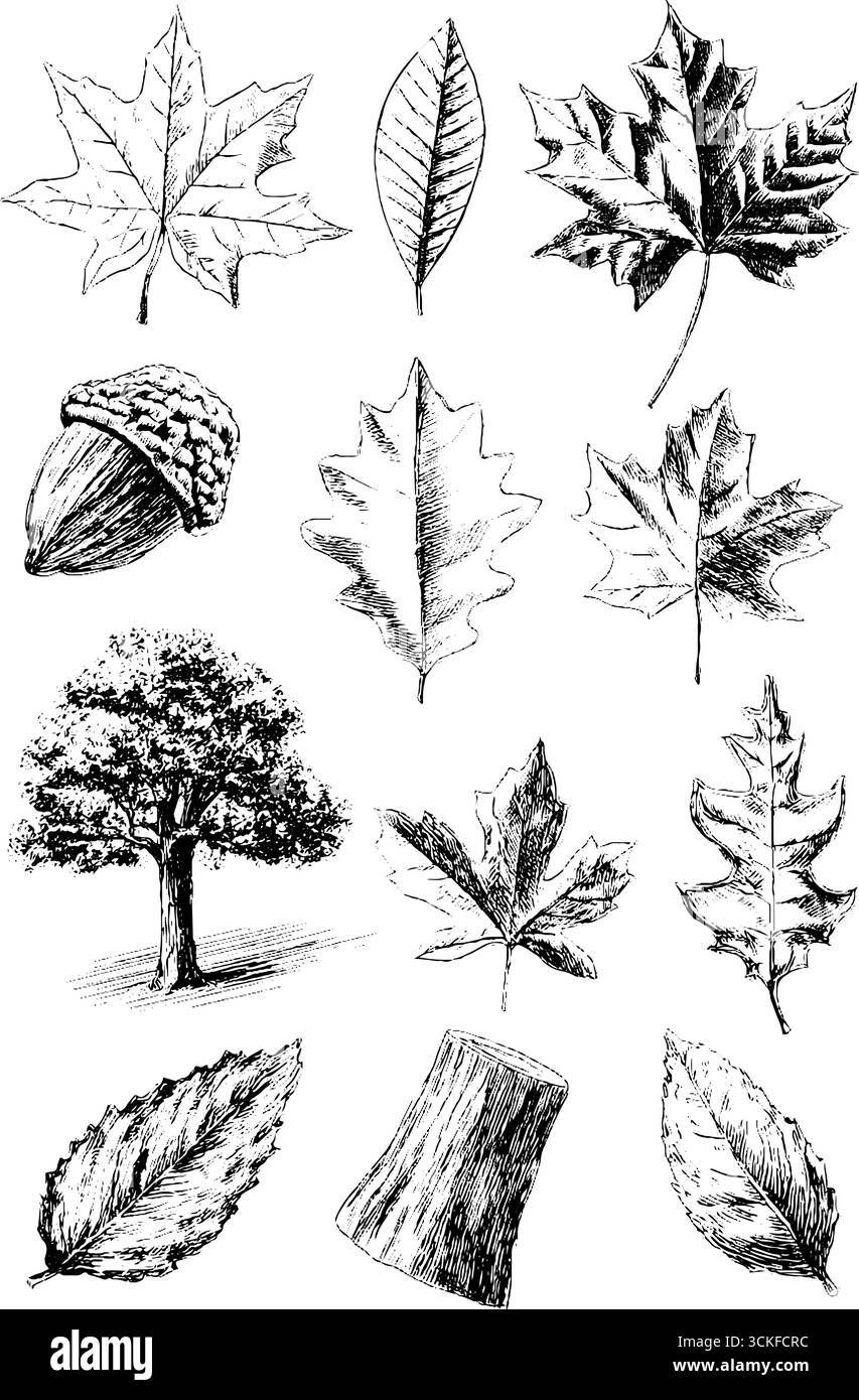 Collection of hand-drawn tree leaves and acorns with detailed sketches ...