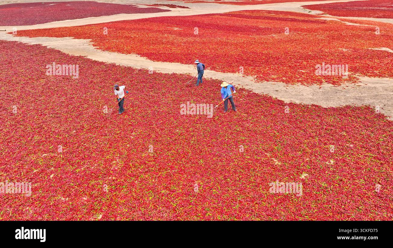 ZHANGYE, CHINA - SEPTEMBER 11, 2025 - Farmers are drying red chili ...