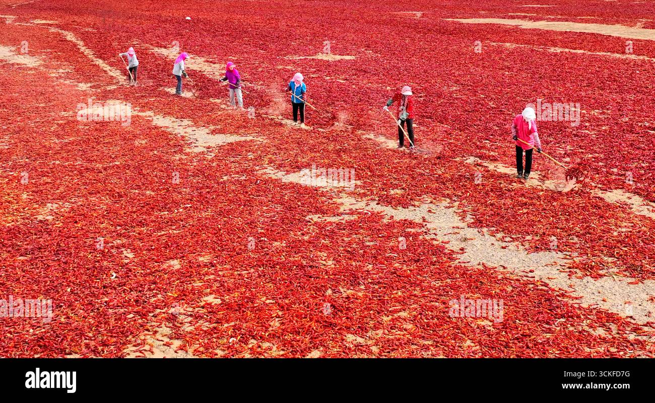 ZHANGYE, CHINA - SEPTEMBER 11, 2025 - Farmers are drying red chili ...