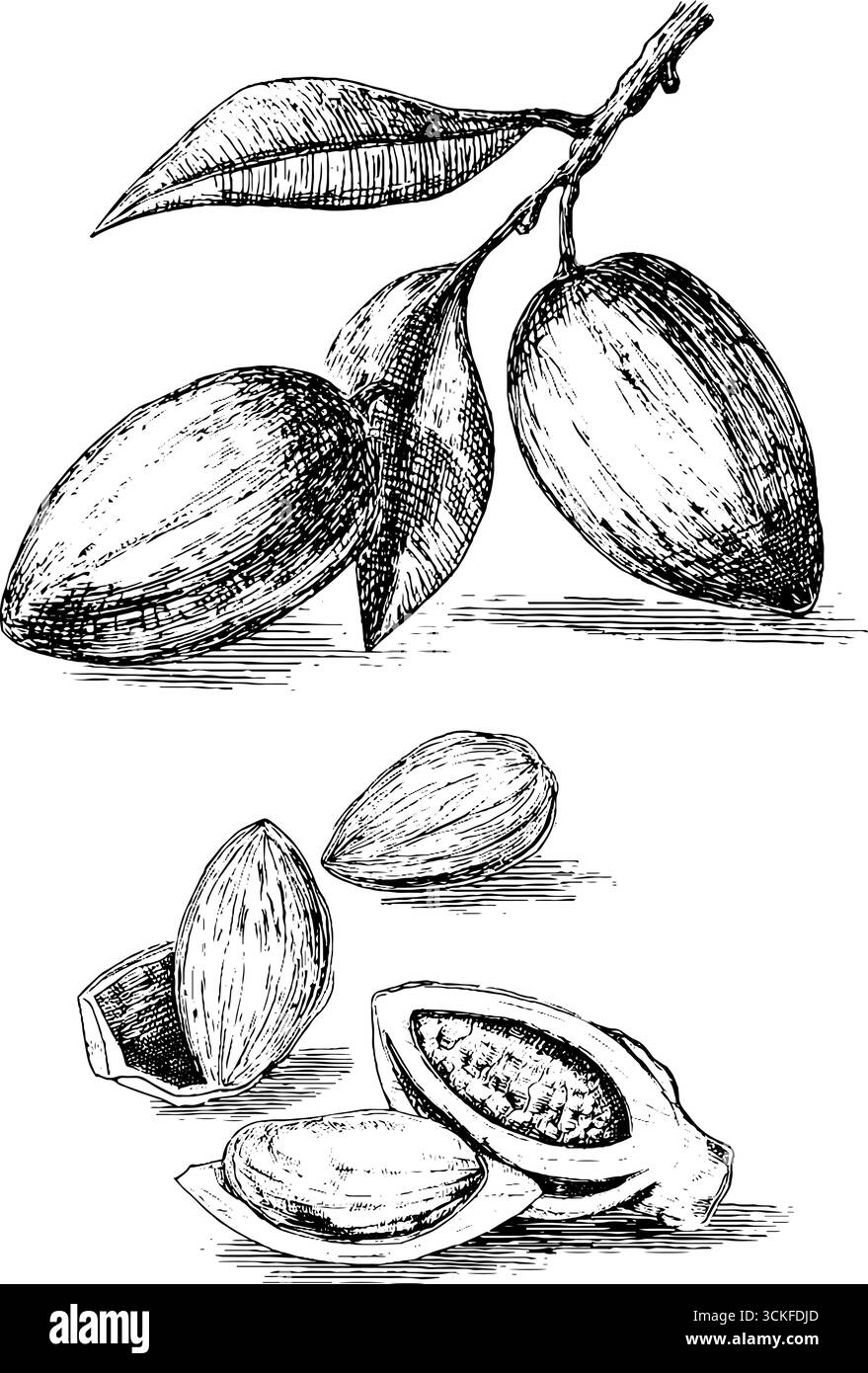 Tropical almond tree fruit Stock Vector Images - Alamy