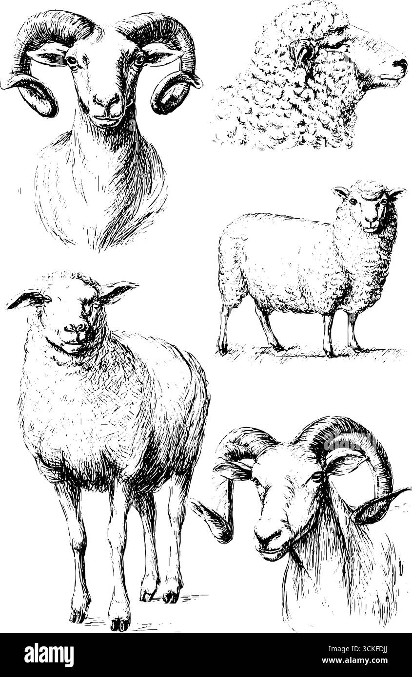 Vintage sheep illustrations with rams and lambs in various poses Stock ...