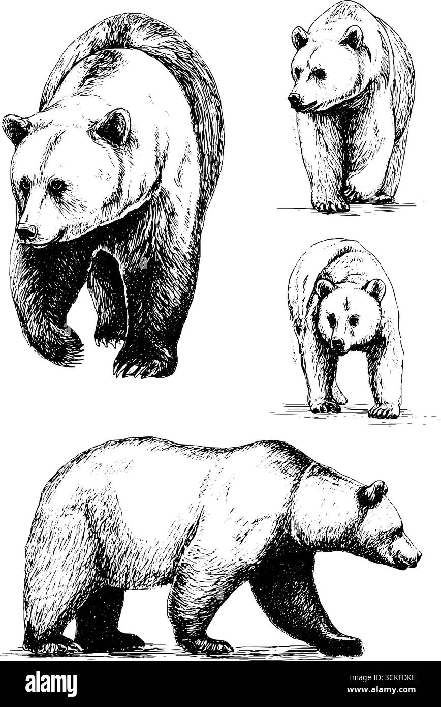 Ink drawings of bears in various poses reflecting natural movement and ...
