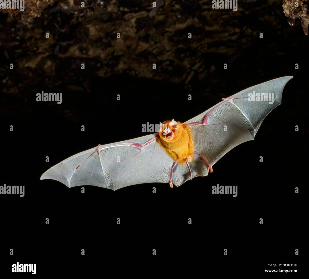 African trident bat (Triaenops afer) flying in cave, Kilifi County ...