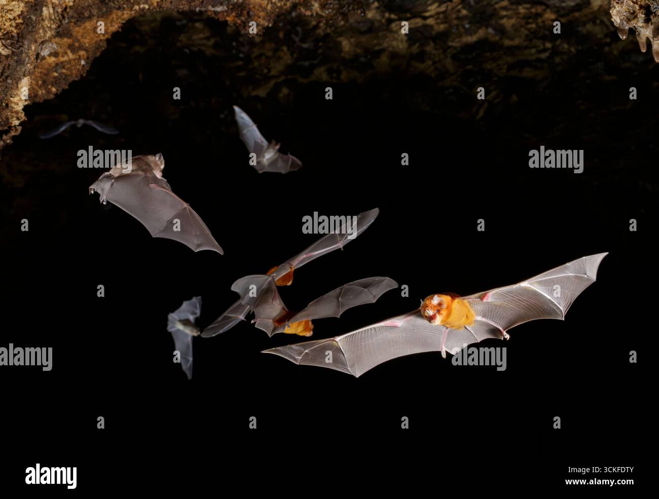 African trident bats triaenops afer hi-res stock photography and images ...