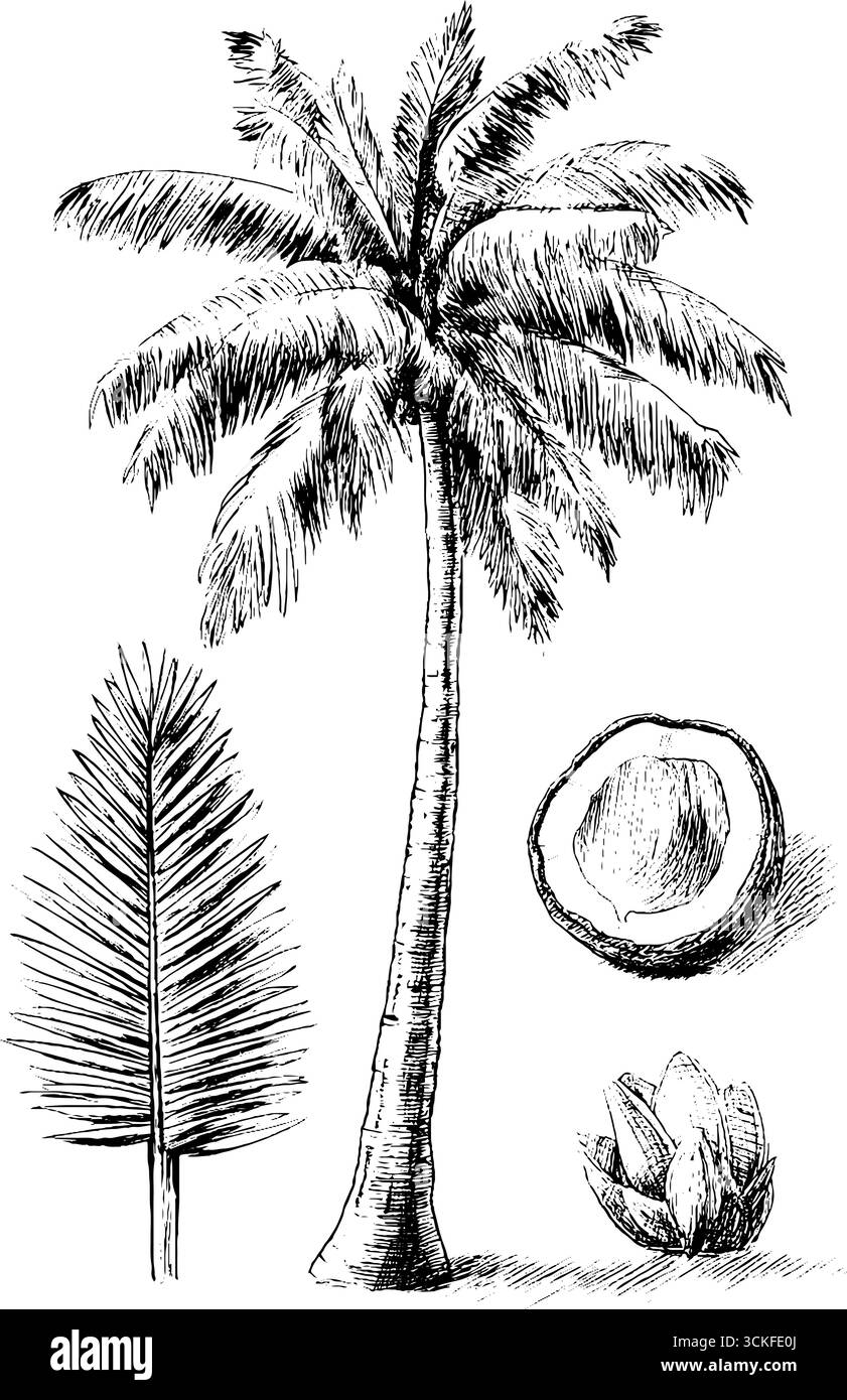 Hand drawn exotic fruit Black and White Stock Photos & Images - Alamy