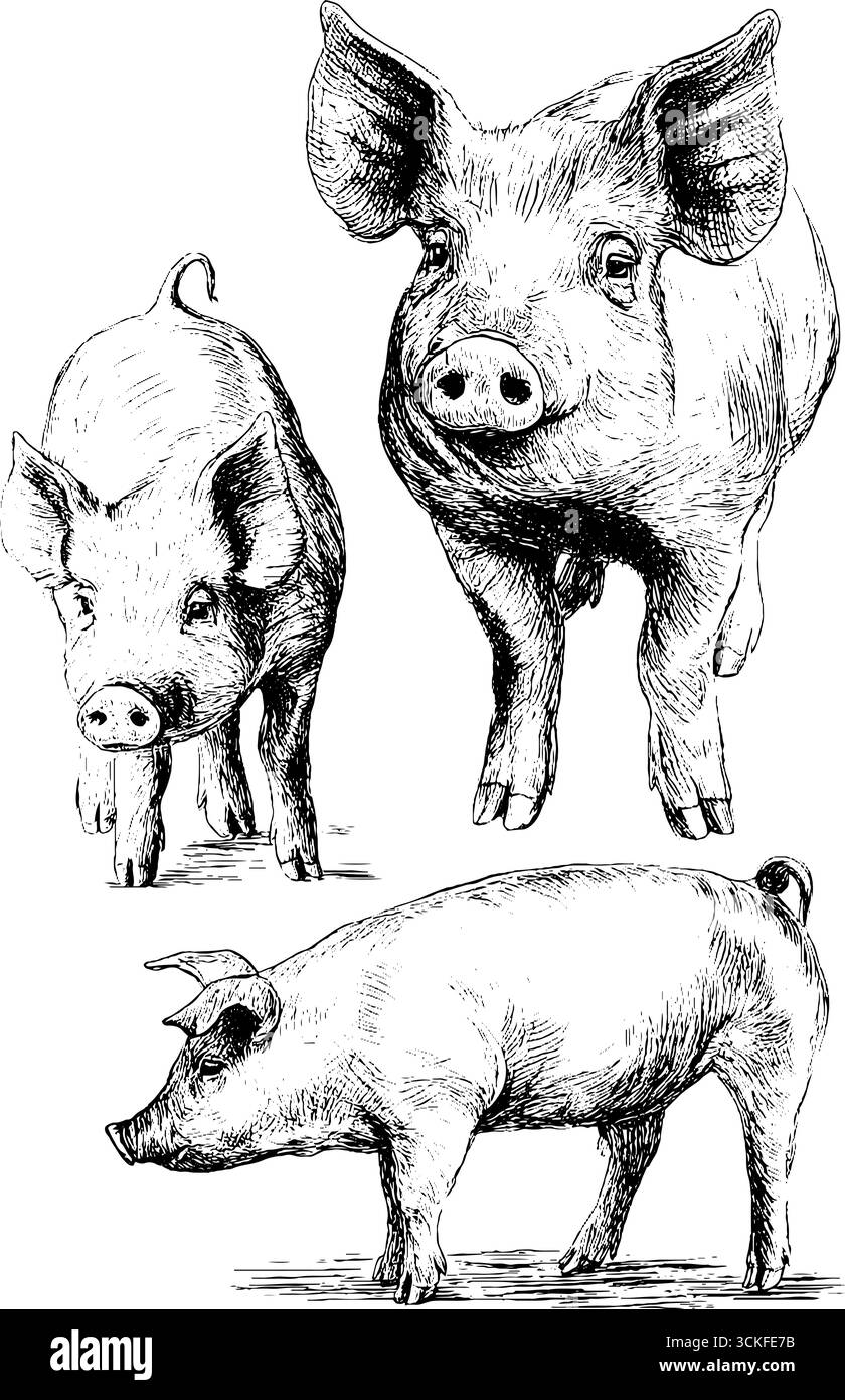 Pen ink drawing various Cut Out Stock Images & Pictures - Alamy