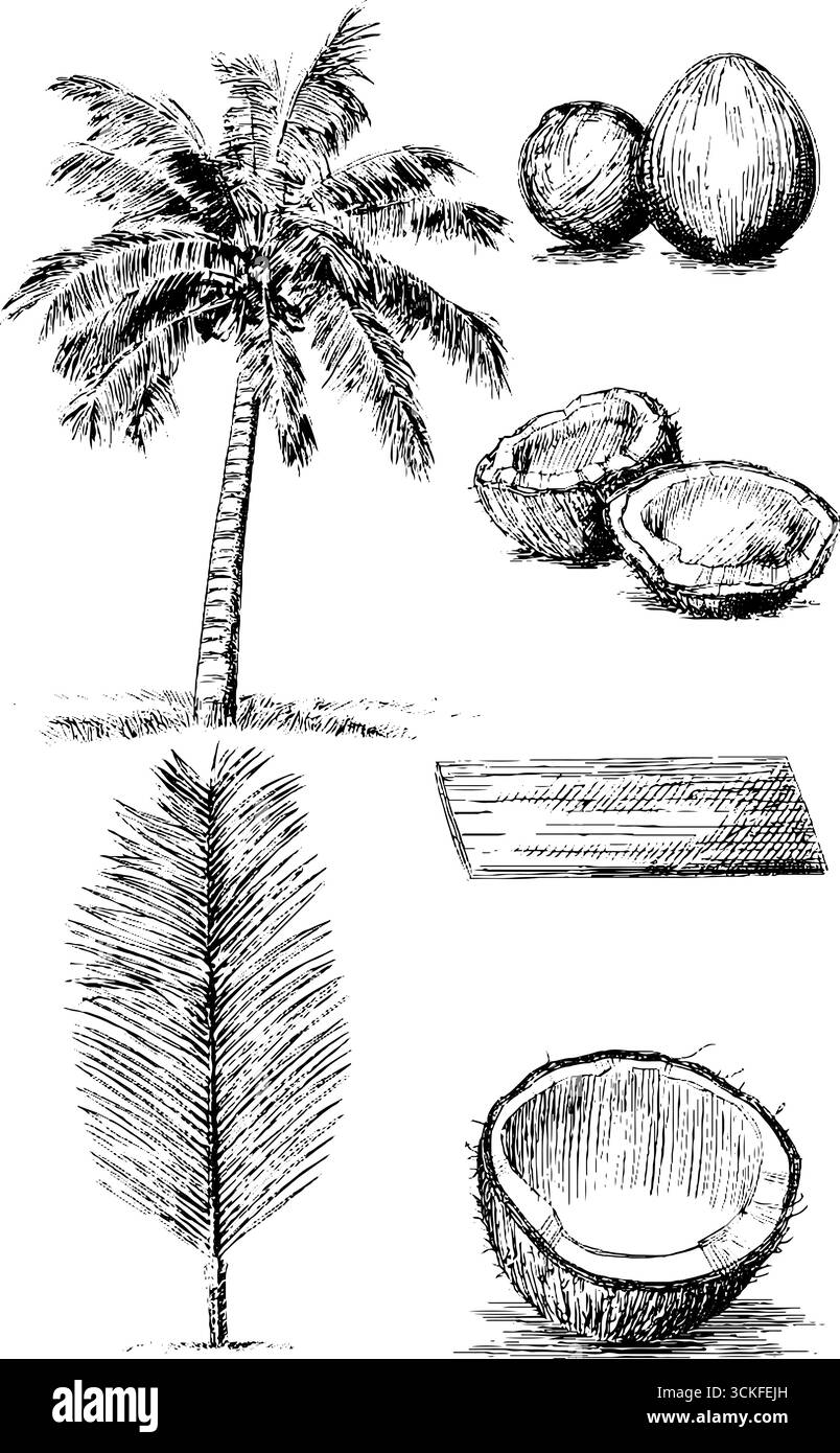 Hand-drawn coconut tree and fruits with textures Stock Vector Image ...