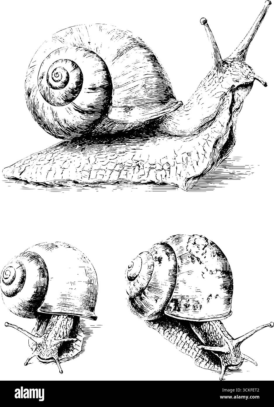 Detailed black and white sketch of three snails with shells in various ...