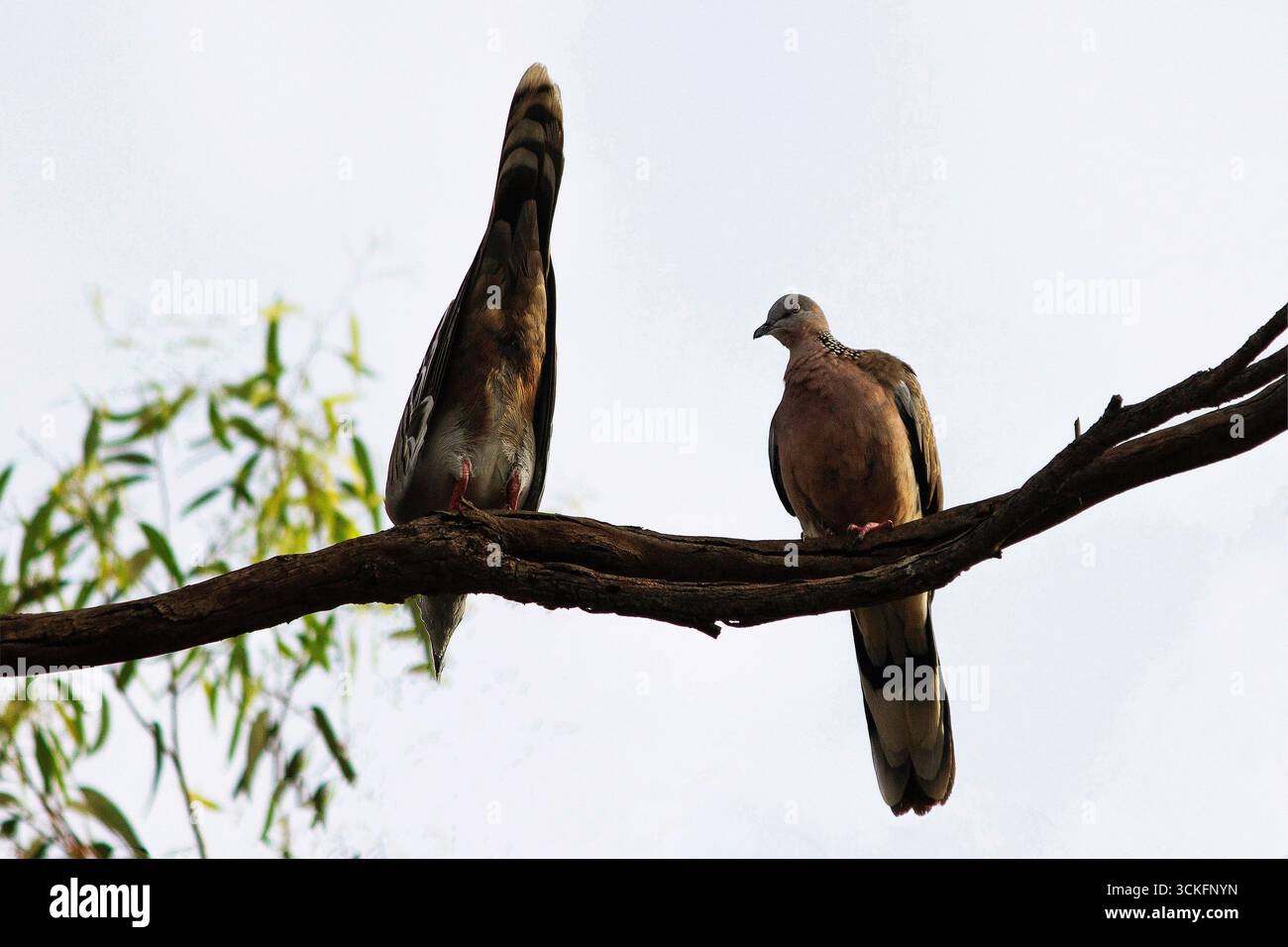 Two spotted doves (Streptopilea chinenesis) perched on a branch, one ...