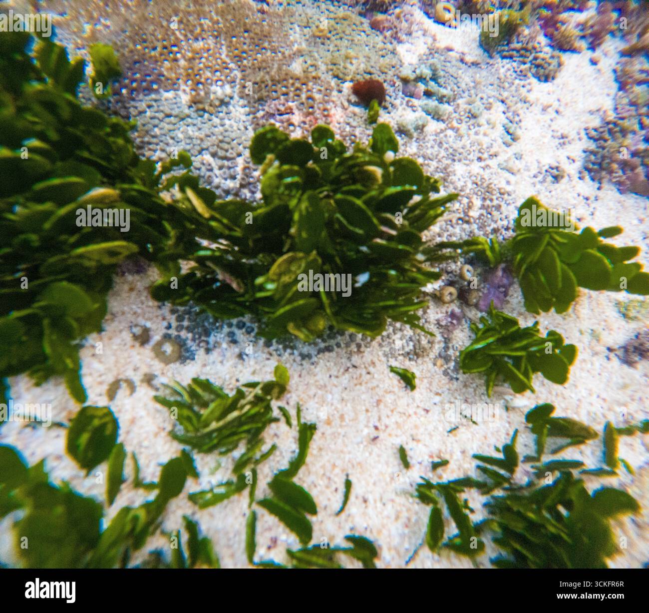 Halimeda discoidea (Money Plant) in the water. Halimeda discoidea is a ...